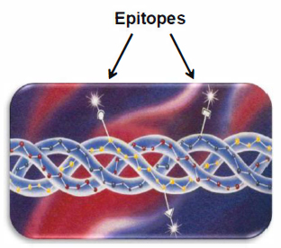 Artikel: Ongedenatureerd collageen type II bij gewrichtsaandoeningen ...