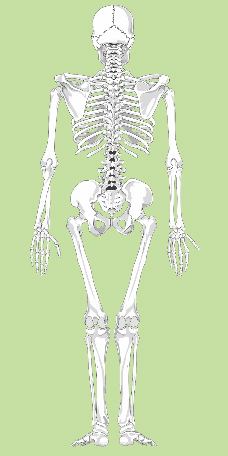 Nutriënten om het skelet in goede conditie te houden – VitEducatief