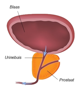 Artikel: Nutriënten voor de prostaat – VitEducatief
